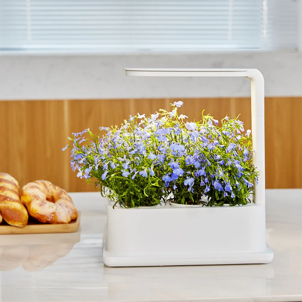 Intelligent Plant Desktop Grow Box Indoor Garden Kit - UAE online ...